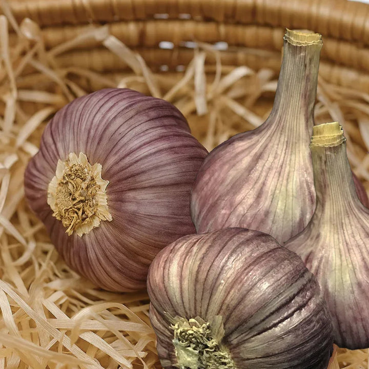 Hardneck Garlic for sale | Organic Hardneck garlic for planting – Grow ...