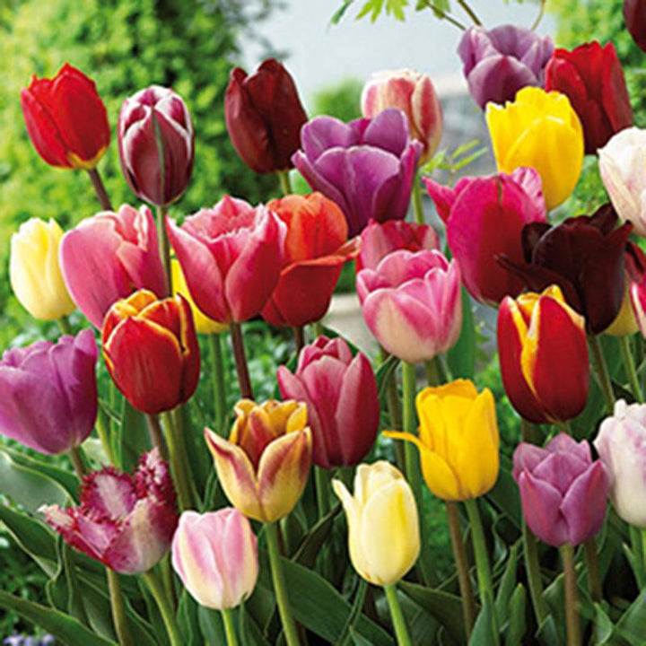 Flower Bulbs for Sale - Grow Organic