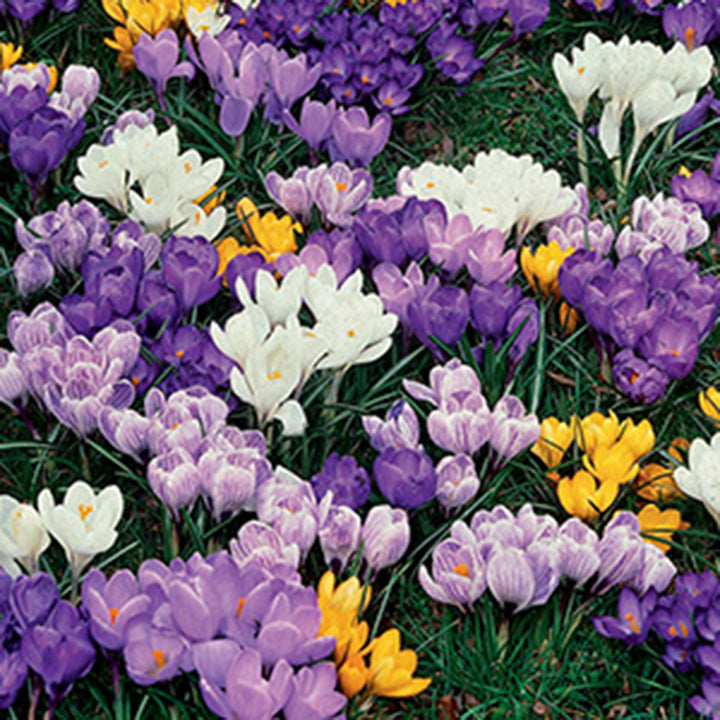 Flower Bulbs for Sale - Grow Organic