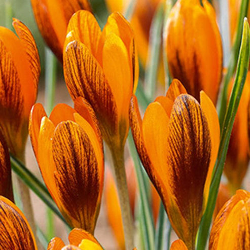 "Orange Monarch" Crocus Bulbs (Pack of 10) - Grow Organic