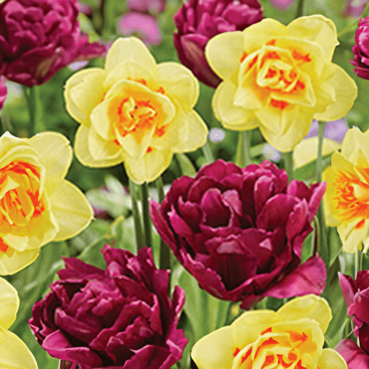 Flower Bulbs for Sale - Grow Organic