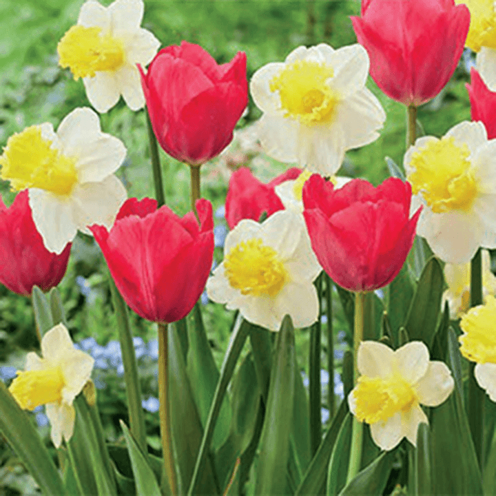 Flower Bulbs for Sale - Grow Organic