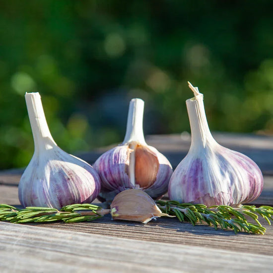 Georgian Fire Garlic for Sale (per lb) - Grow Organic