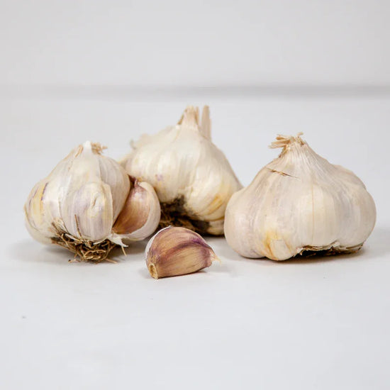 Organic Messidor Garlic – Grow Organic