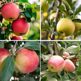 Apple Tree Growth Stages: How Long Does an Apple Tree Take to Grow ...
