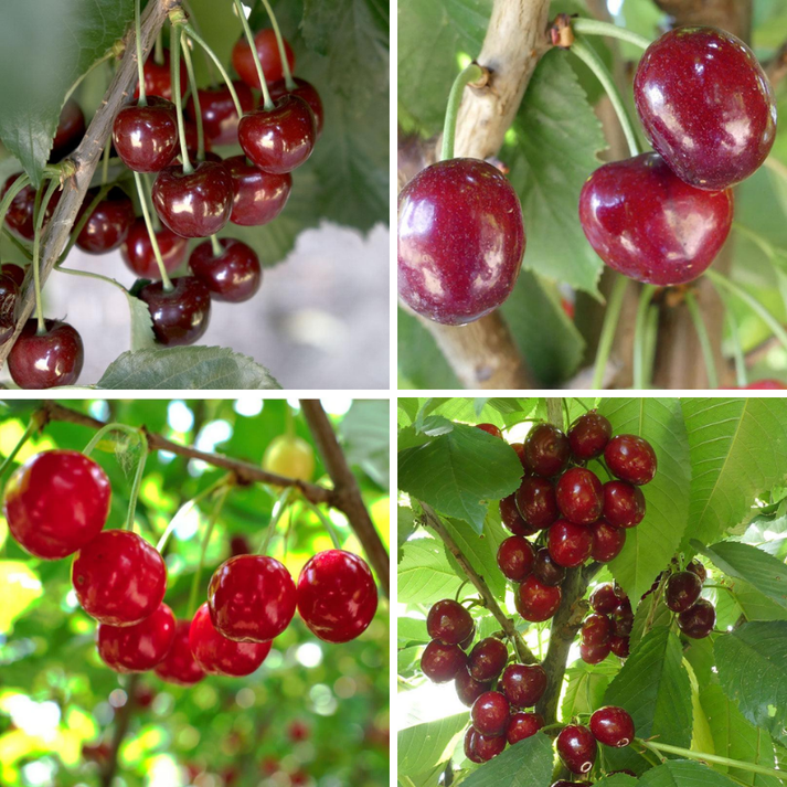 4 in 1 Cherry tree | Grafted Cherry Tree | Multi Grafted Cherry Tree ...