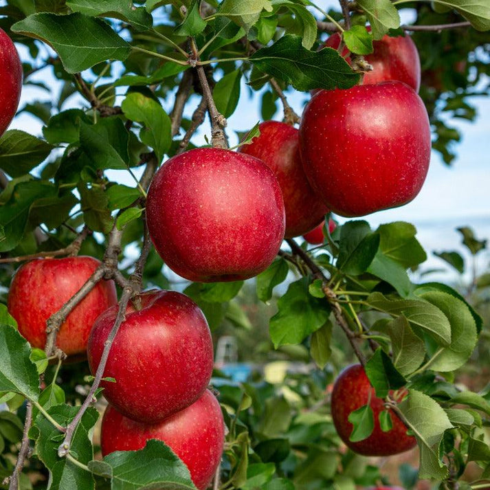 Red Delicious (Bisbee Spur) Apple Tree (Semi-dwarf) – Grow Organic