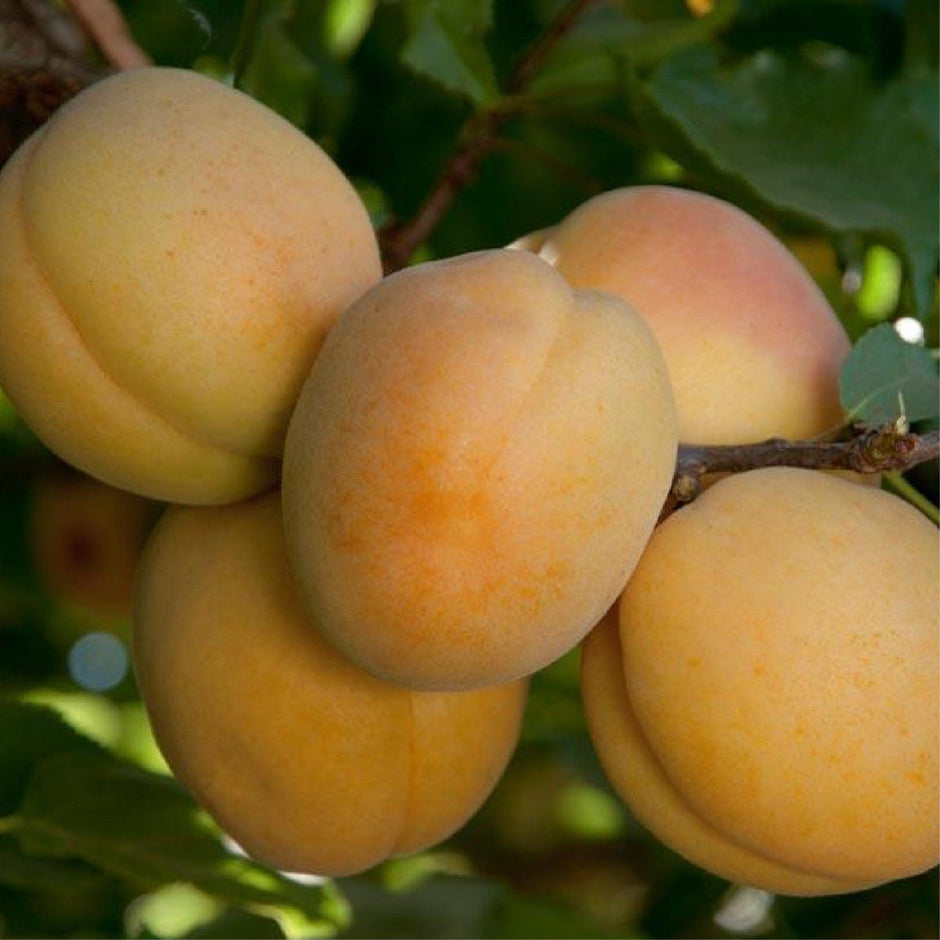 Aprium Tree | Aprium Trees for Sale & Grow Your Own Aprium Fruit – Grow ...