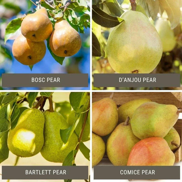 Multi-Grafted Fruit Trees | Variety, Efficiency & Abundance – Grow Organic