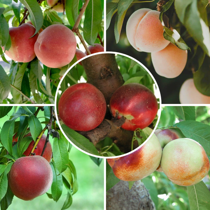 Multi-Grafted Fruit Trees | Variety, Efficiency & Abundance – Grow Organic
