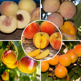 Multi-Grafted Fruit Trees | Variety, Efficiency & Abundance – Grow Organic