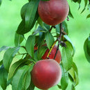 White Lady Peach Tree for Sale - Grow Organic