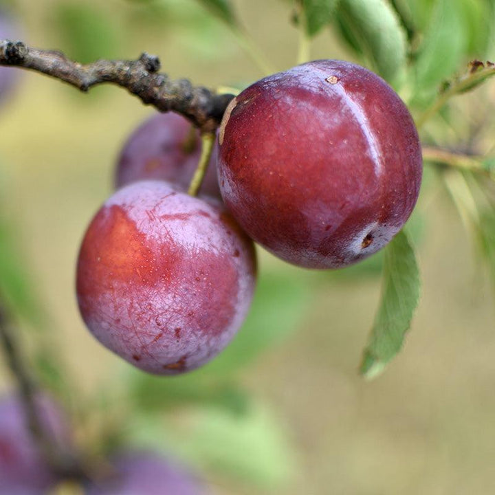 Bare Root Plum Trees | Plum Tree | Plum Trees for Sale – Grow Organic