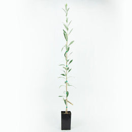 Potted Mission Olive Tree - Grow Organic
