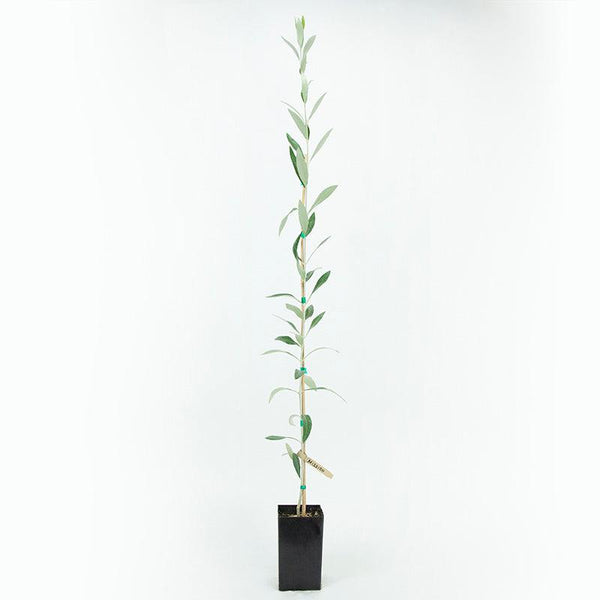 Potted Mission Olive Tree - Grow Organic