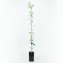 Potted Cailletier "Nicoise" Olive Tree - Grow Organic
