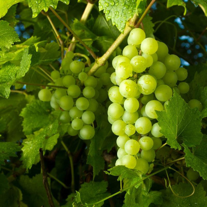 Grape Princess Seedless – Grow Organic