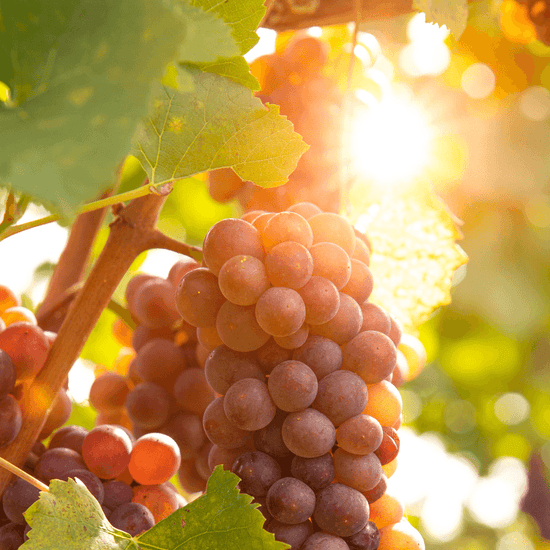 Reliance Seedless Table Grape Vine – Grow Organic