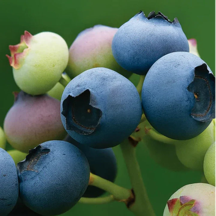 Organic Blueberry Bushes and Blueberry Plants – Grow Organic