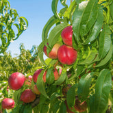 Nectarine Tree Planting: A Beginner’s Guide – Grow Organic
