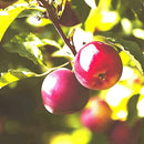 Flavor King Pluot Tree for Sale - Grow Organic