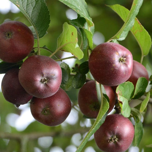 Arkansas Black Spur Apple Tree for Sale - Grow Organic