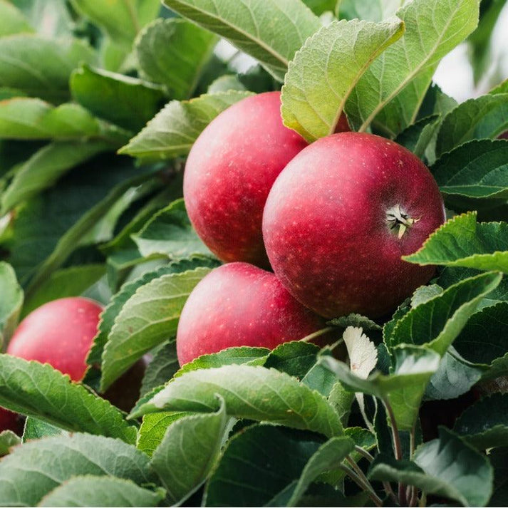 Liberty Apple Tree (Semi-dwarf) - Grow Organic