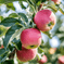 Fuji Red Apple Tree for Sale - Grow Organic