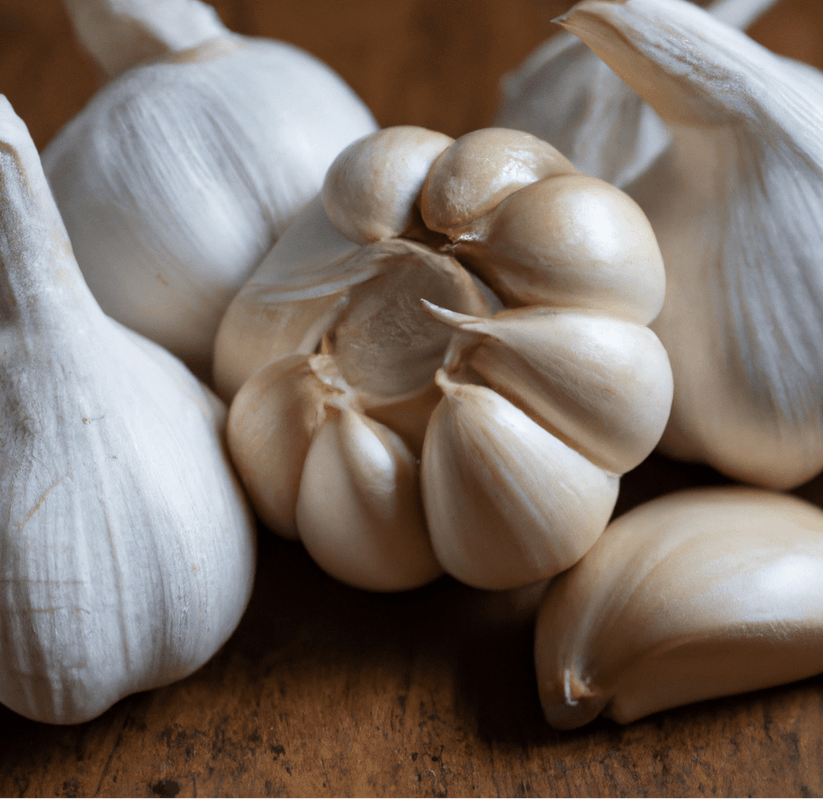 Organic Garlic, German White - Grow Organic