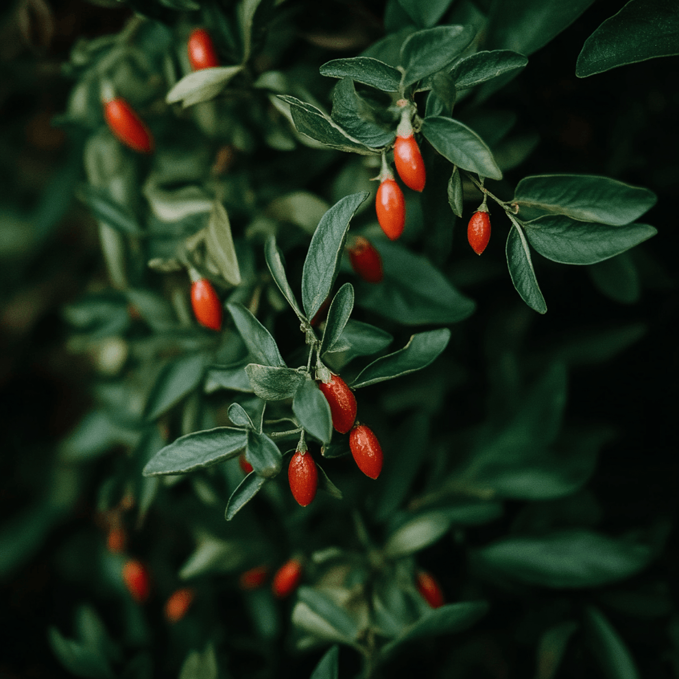 Goji Berry Root Crown Cutting for Sale - Grow Organic