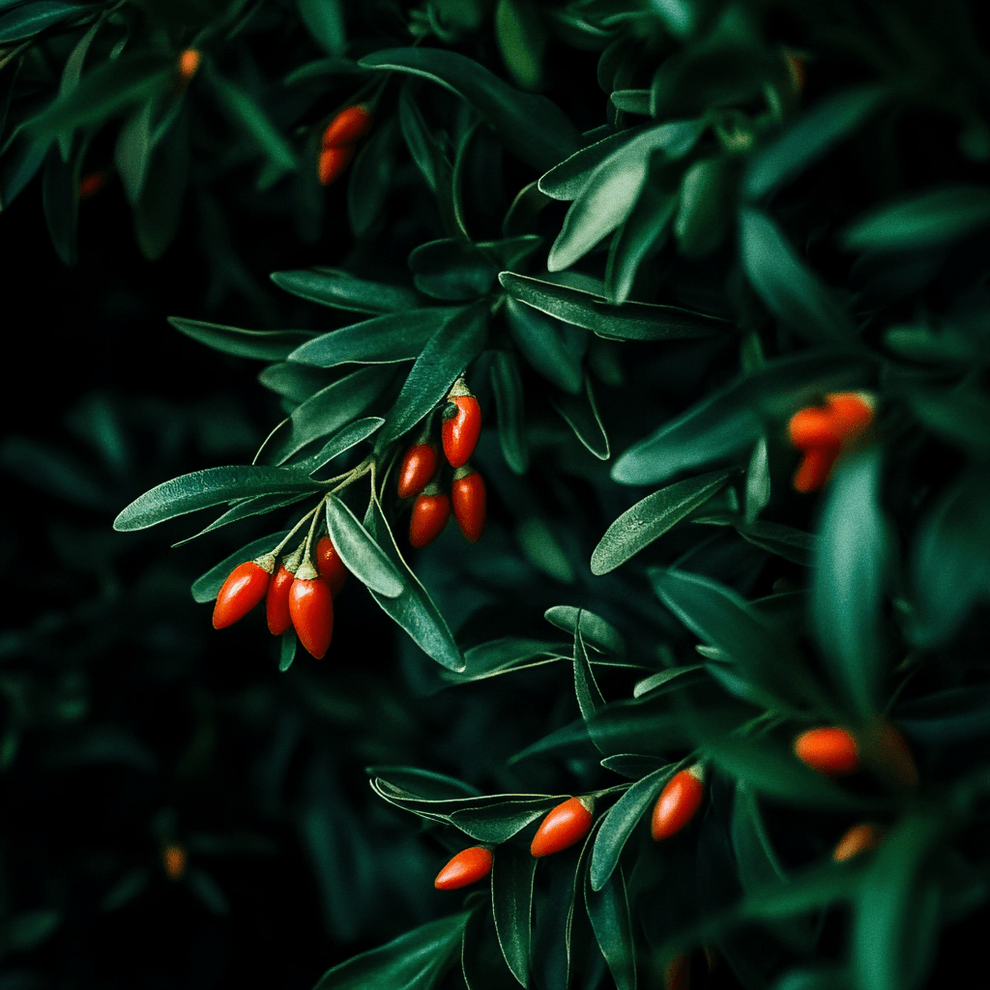 Goji Berry Root Crown Cutting for Sale - Grow Organic