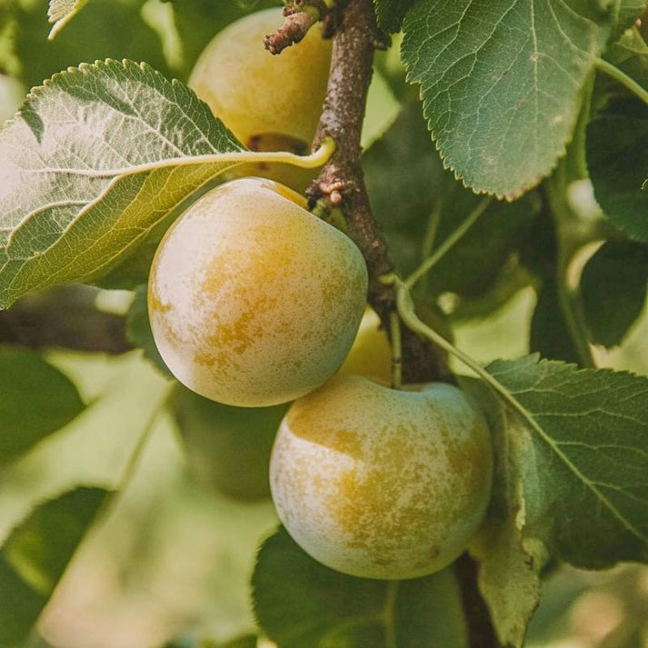 Green Gage Plum Tree for Sale - Grow Organic