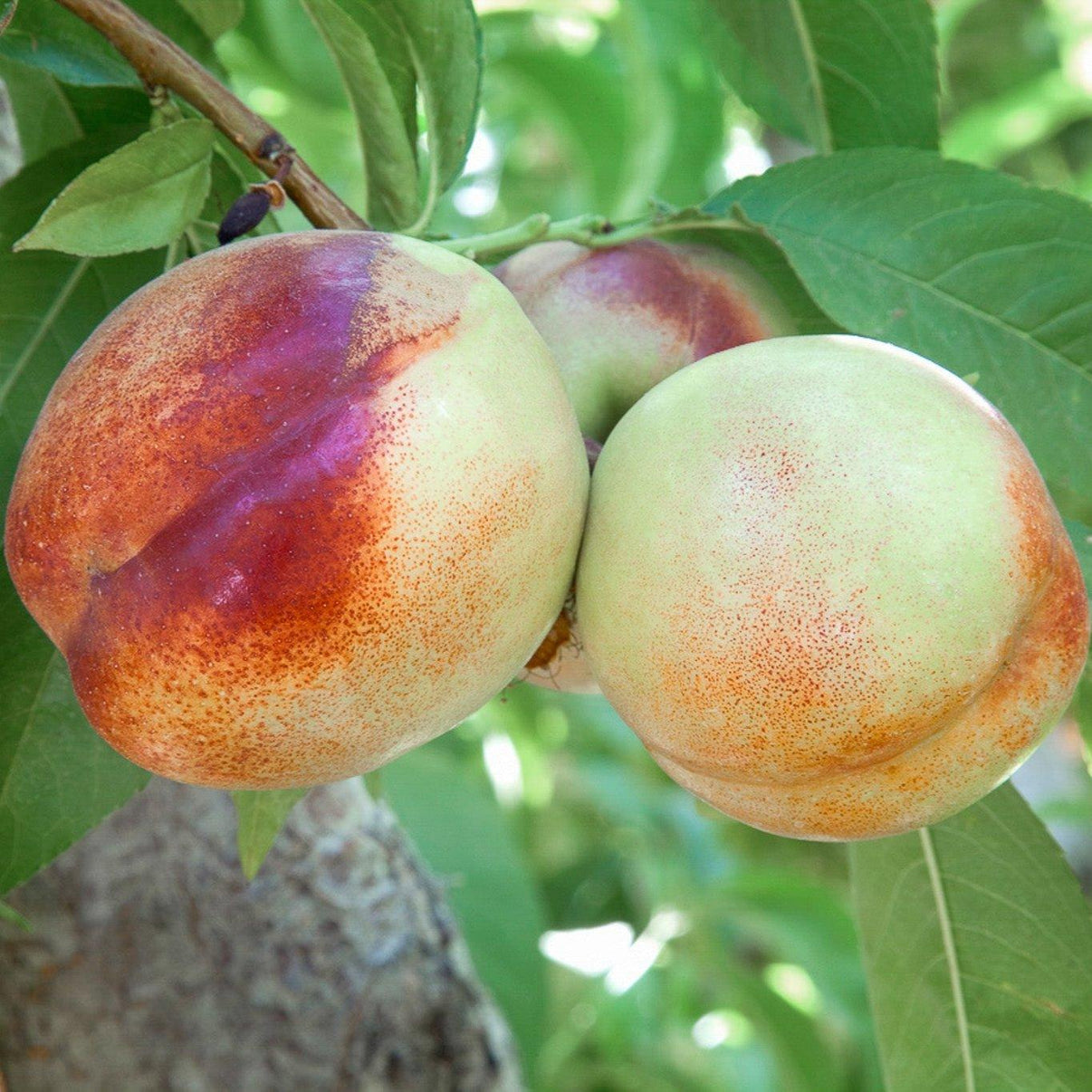 Heavenly White Nectarine | Heavenly White Nectarine Tree – Grow Organic