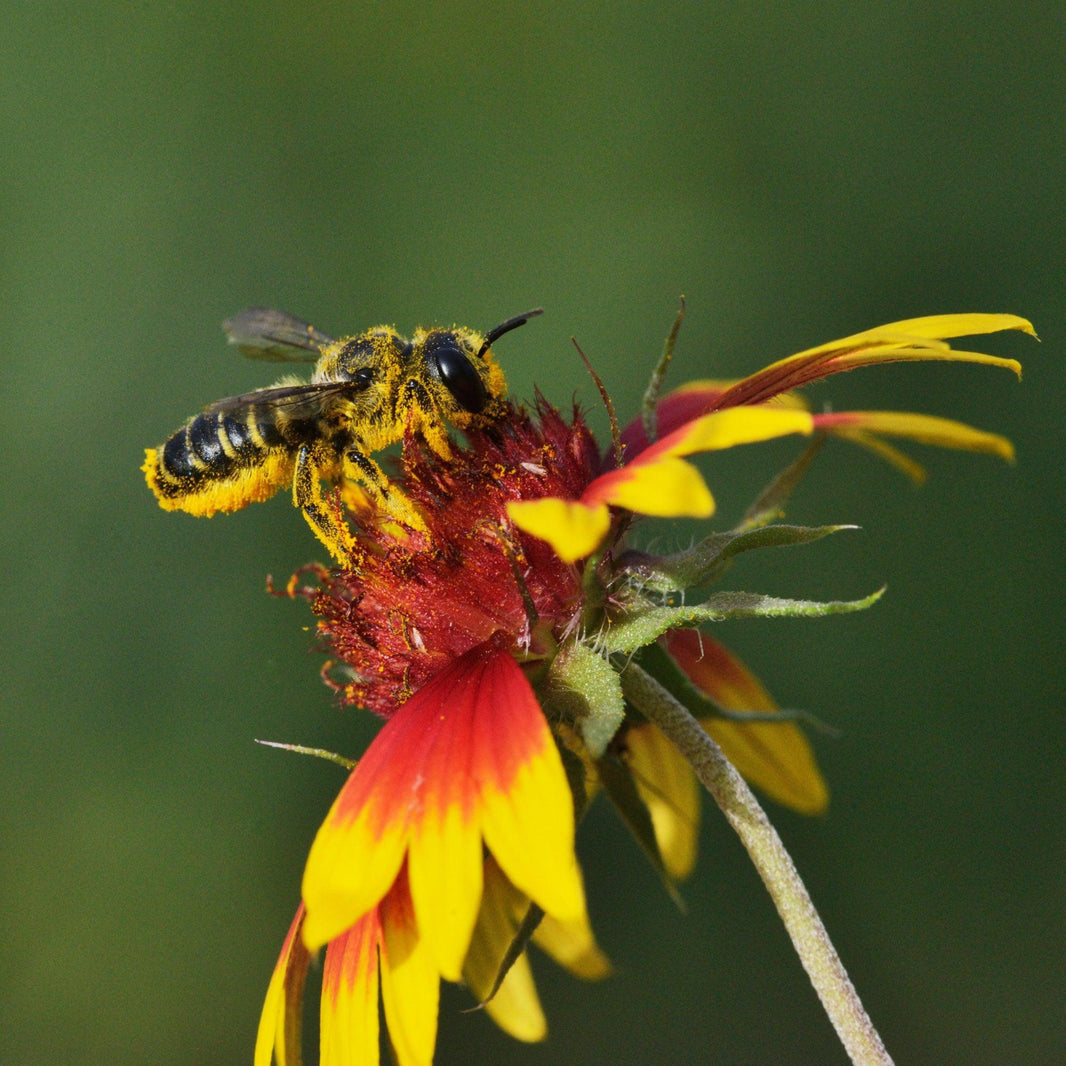 Beneficial Insects for Sale | Beneficial Bugs | Beneficial Bugs for ...