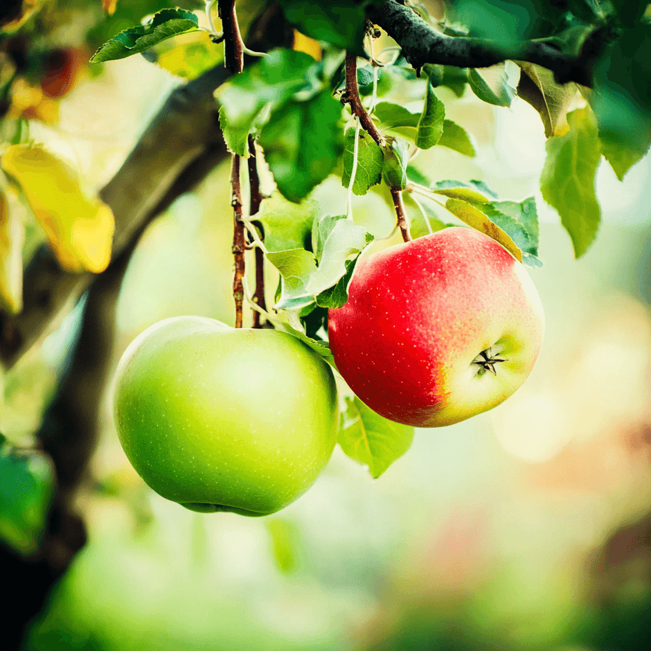 Multi Grafted Fruit Trees | Grafted Fruit Trees | Grafted Fruit Trees ...