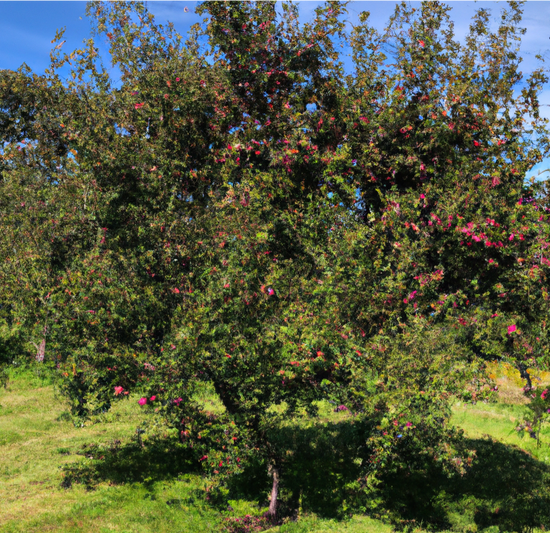 Pink Lady Apple Tree for Sale - Grow Organic
