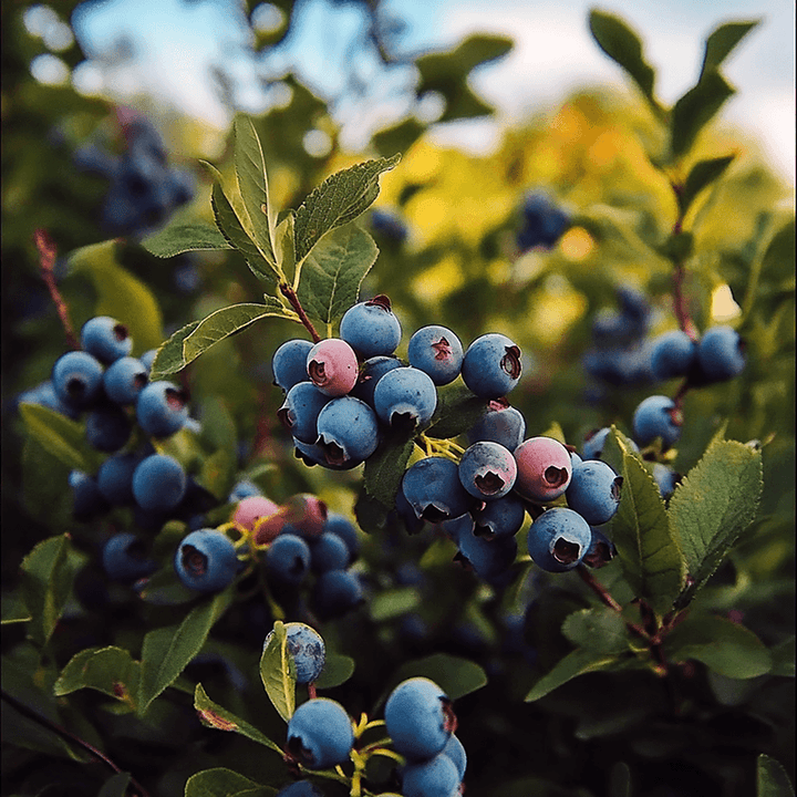 Buy Organic Blueberry Bush – Bare Root Organic Blueberry Plants for ...