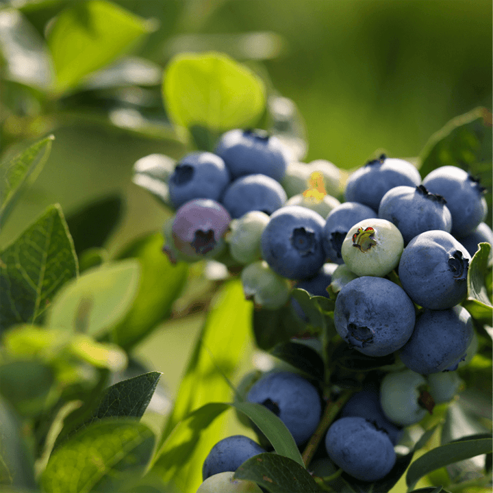 Organic Blueberry Bushes and Blueberry Plants – Grow Organic
