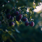 French Improved Prune Tree for Sale - Grow Organic