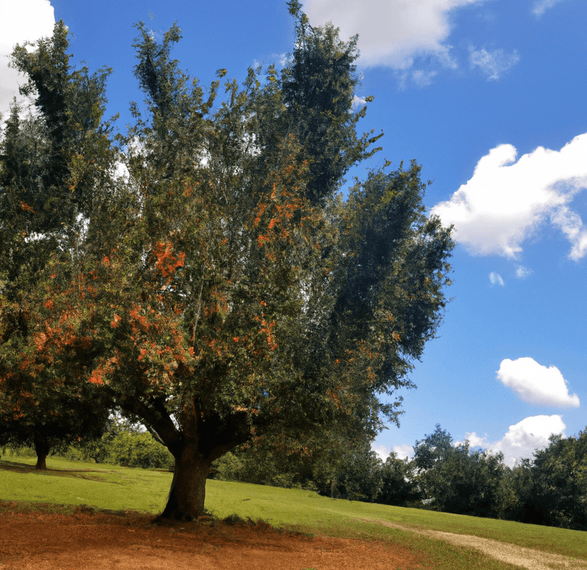 Red Globe Peach Tree (Potted) – Grow Organic