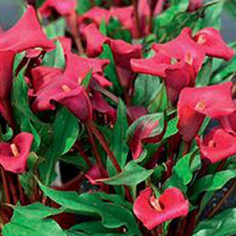 Rocket Calla Lily Bulbs (Pack of 1) – Grow Organic