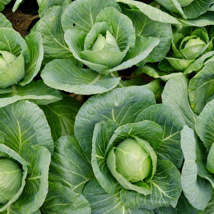 All Season Cabbage Seeds – Grow Organic