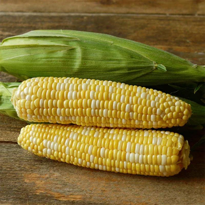 Organic Corn Seeds | Non-GMO Corn | Organic Corn Seeds for Sale – Grow ...
