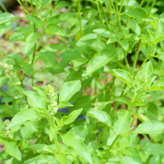 Organic Lemon Basil - Citrus-Infused Herb – Grow Organic