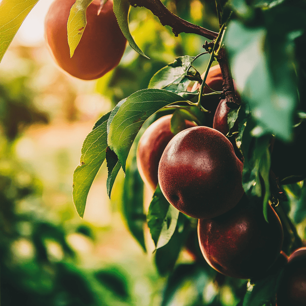 Spice Zee Nectaplum Tree for Sale - Grow Organic