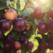 Sweet Treat Pluerry Tree for Sale - Grow Organic