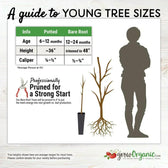 Flavor King Pluot Tree for Sale - Grow Organic