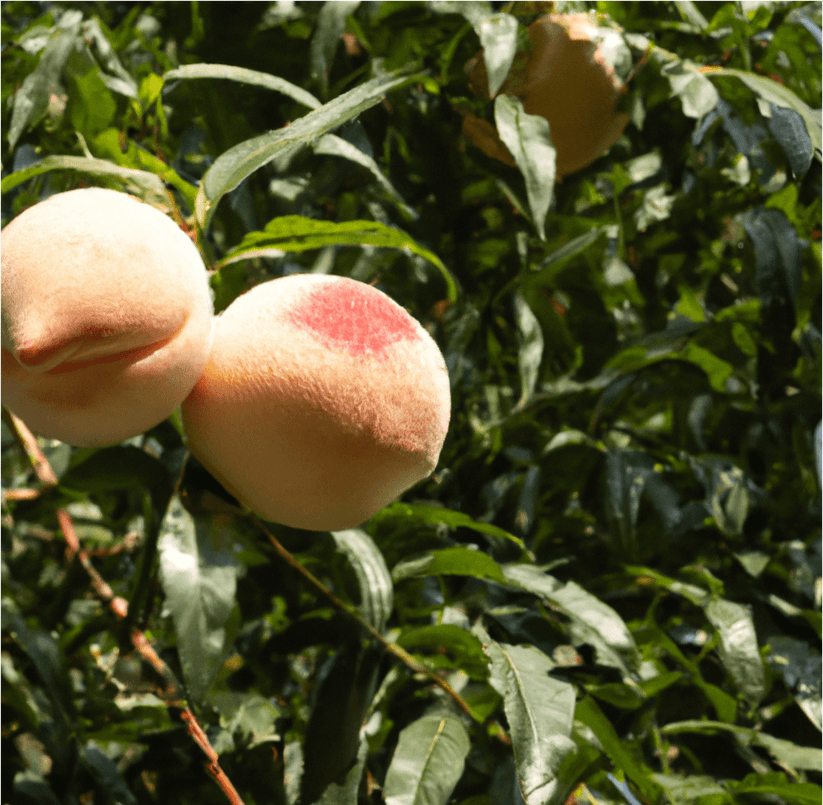 Tropic Snow Peach Tree (Potted) – Grow Organic