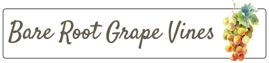 Grape Vines | Bare Root Grape Vines For Sale – Grow Organic