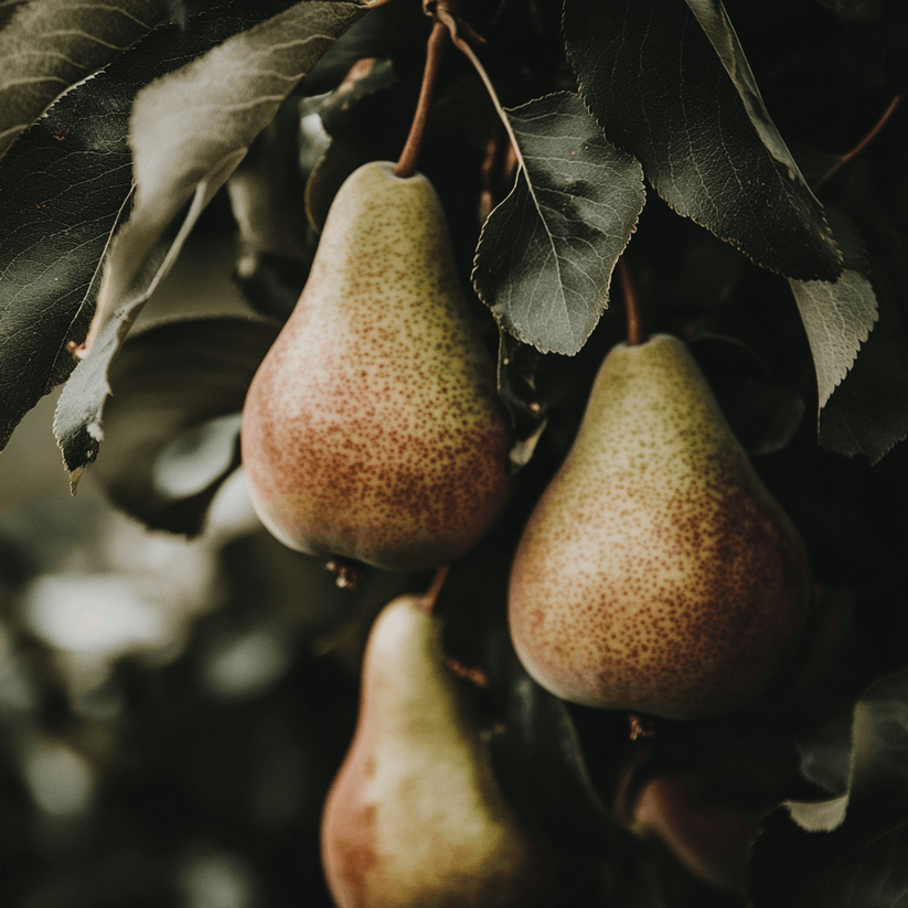 Comice Pear Tree, European Type for Sale - Grow Organic